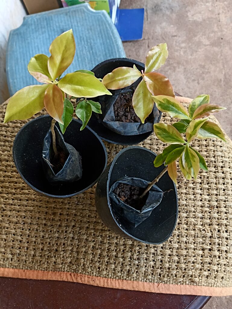 Varigated lemon vine – Trends Wheel