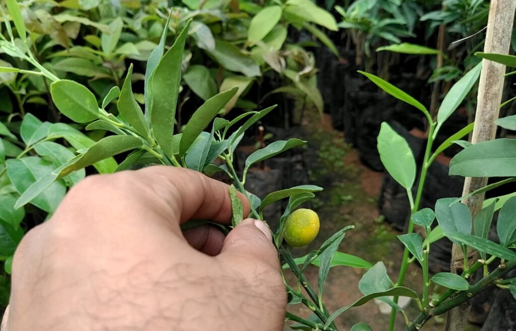 Israel Orange Plant ( Postage Extra ) – Trends Wheel