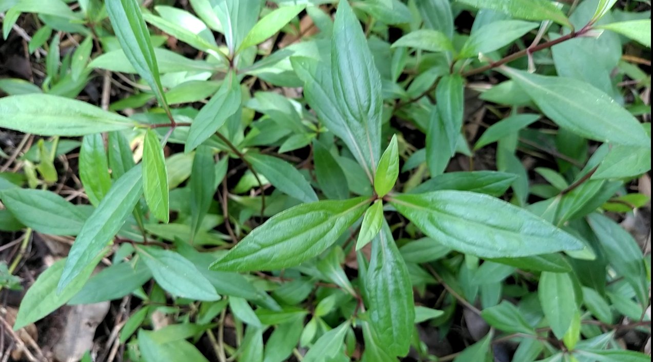 Ayapana Medicinal Plant ( Postage Extra ) - Trends Wheel