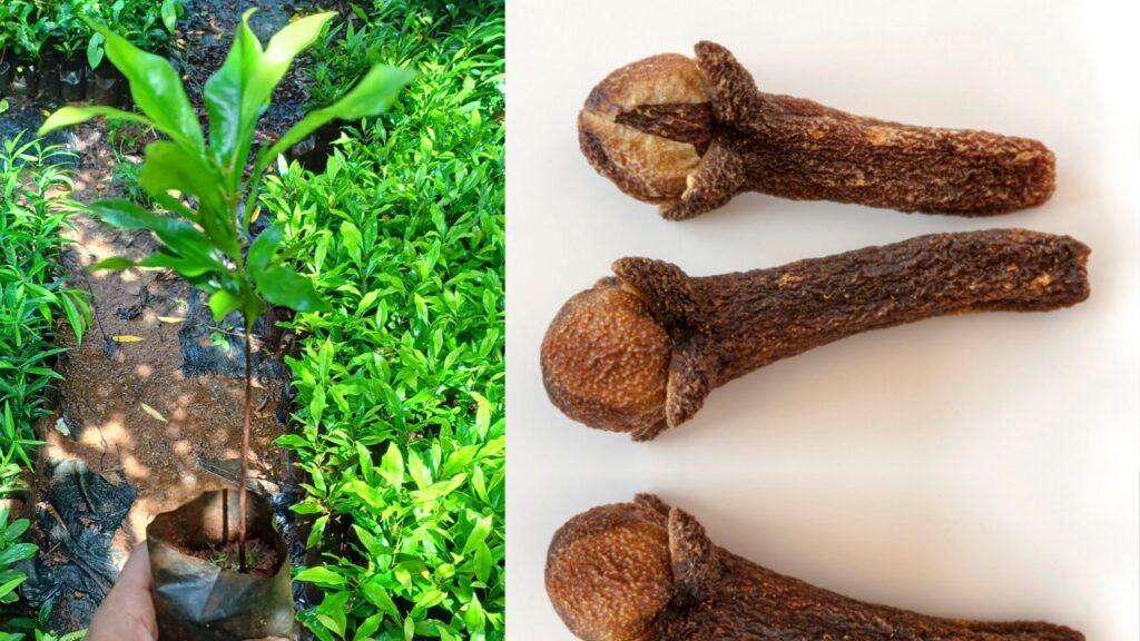 Clove Plant, Grambu, Laung ( Lawang ), Karayambu, Syzygium aromaticum ...